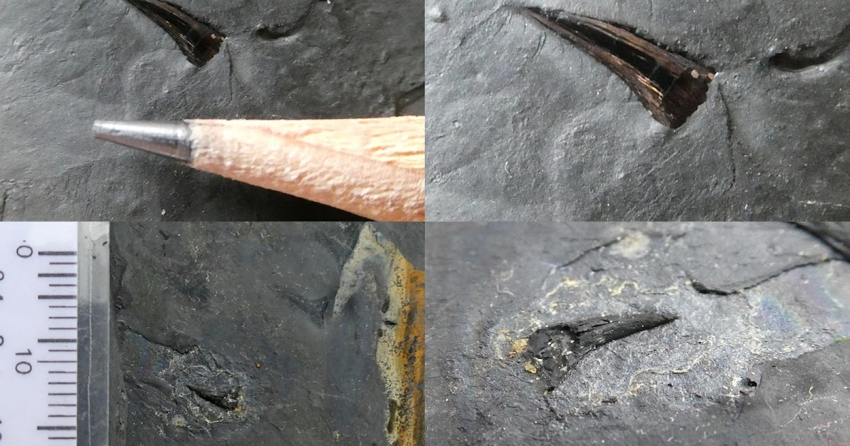 Julia Garner : Rhizodont (Rhizodopsis) teeth in the Coal Measures