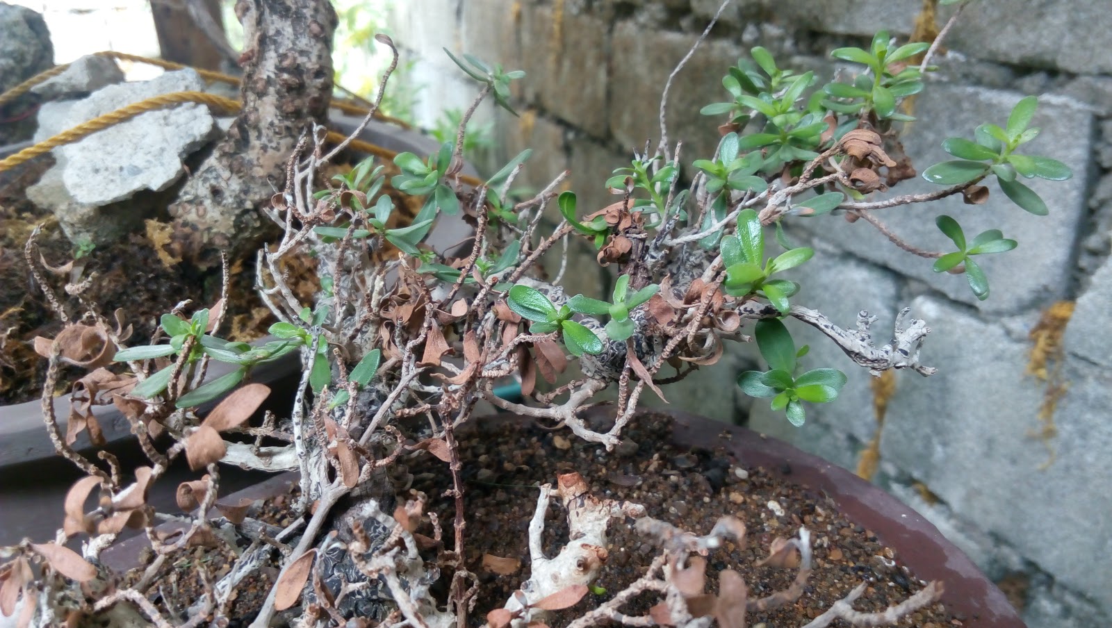 Pinoy Bonsai: Bantigue aka Pemphis Acidula Growing