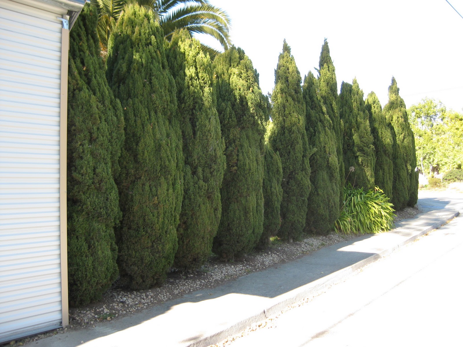 Trees of Santa Cruz County: Cupressus sempervirens - Italian Cypress