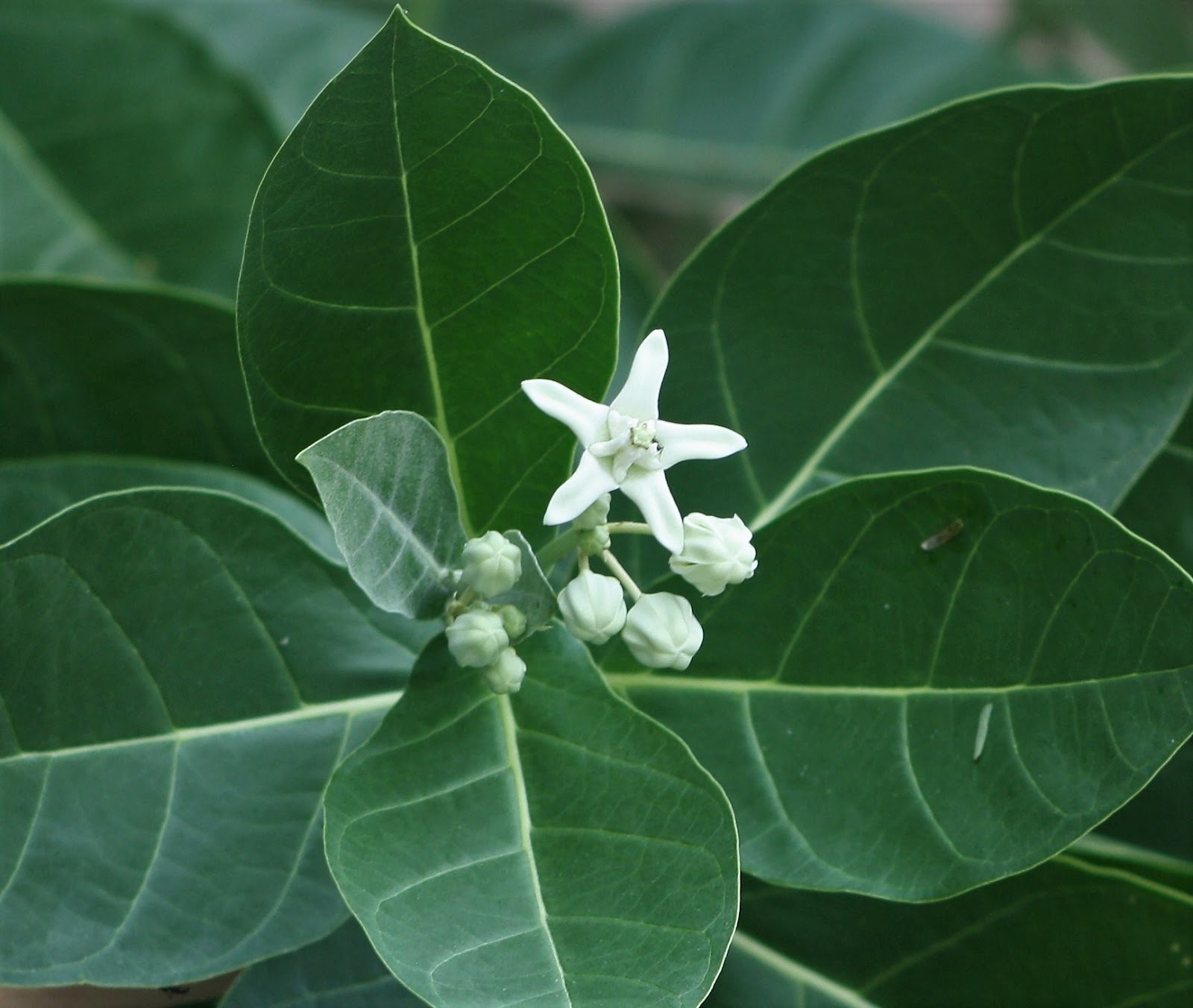Plantas: Beleza e Diversidade: Ciúmes (Calotropis gigantea)