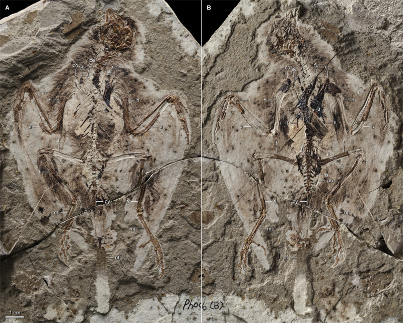 Raptormaniacs: New (Extinct) Maniraptors of 2018