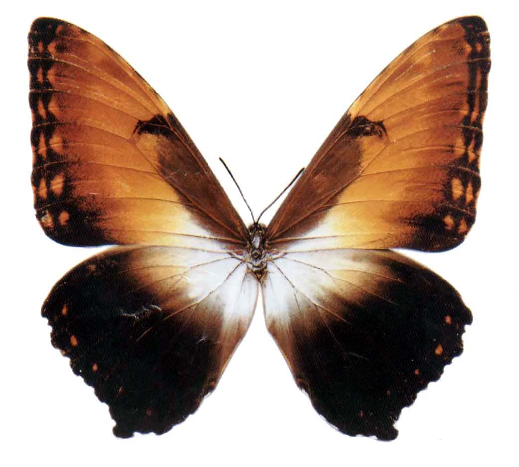 The Insect Room: Magnificent Morpho Iridescence