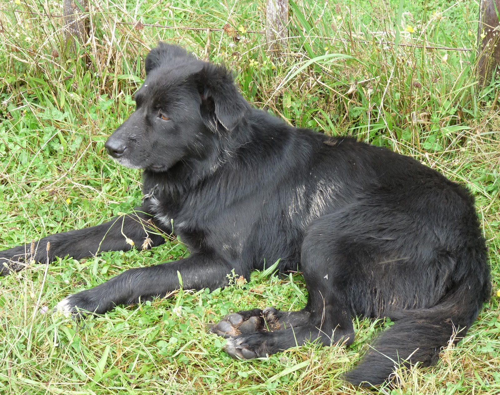 Woolshed 1: New Zealand farming. 1300 Names for NZ Farm Working Dogs