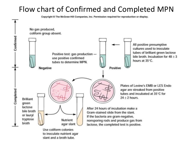 Tiga Metode Uji Kualitas Air dari adanya E. coli (Nadya Milati Akmalia ...