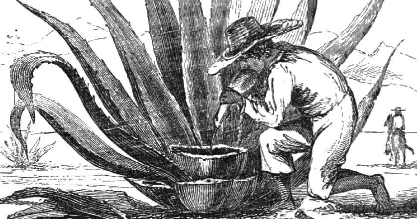 El Tlachiquero: La Historia del Pulque