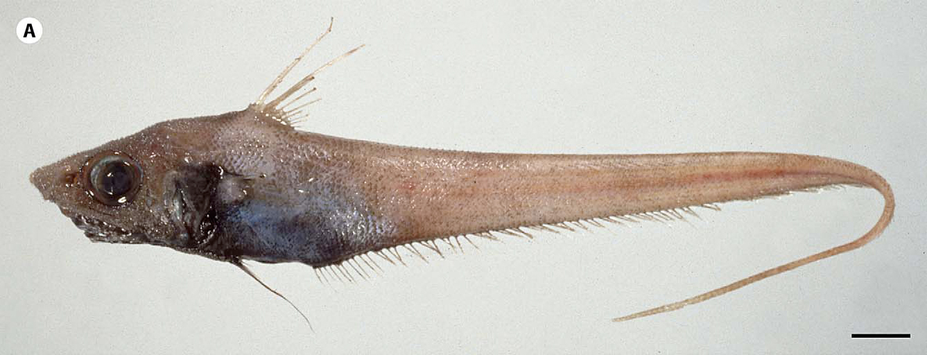 Sciency Thoughts: New species of Grenadier from Japan.