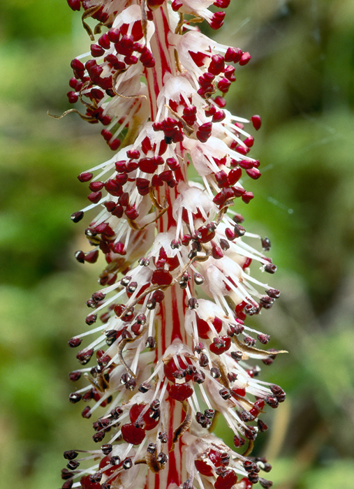 Converse in the North Cascades: Know Your Forest-Cow Heaven
