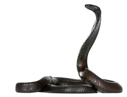 Egyptian Asp | Snakes