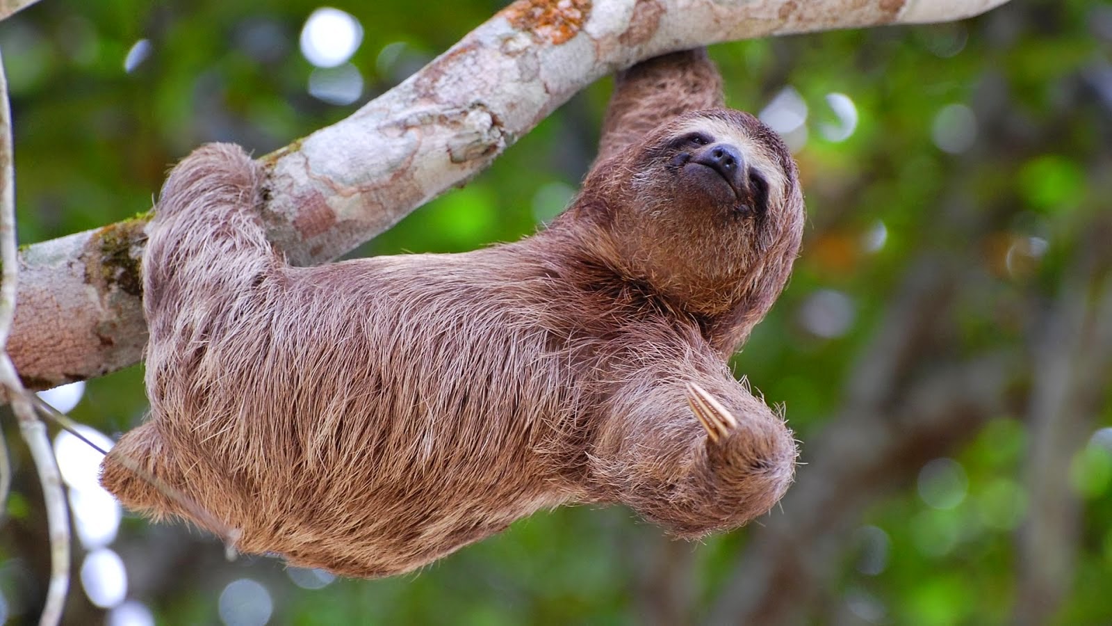 Cochiladores: Bicho preguiça - Folivora