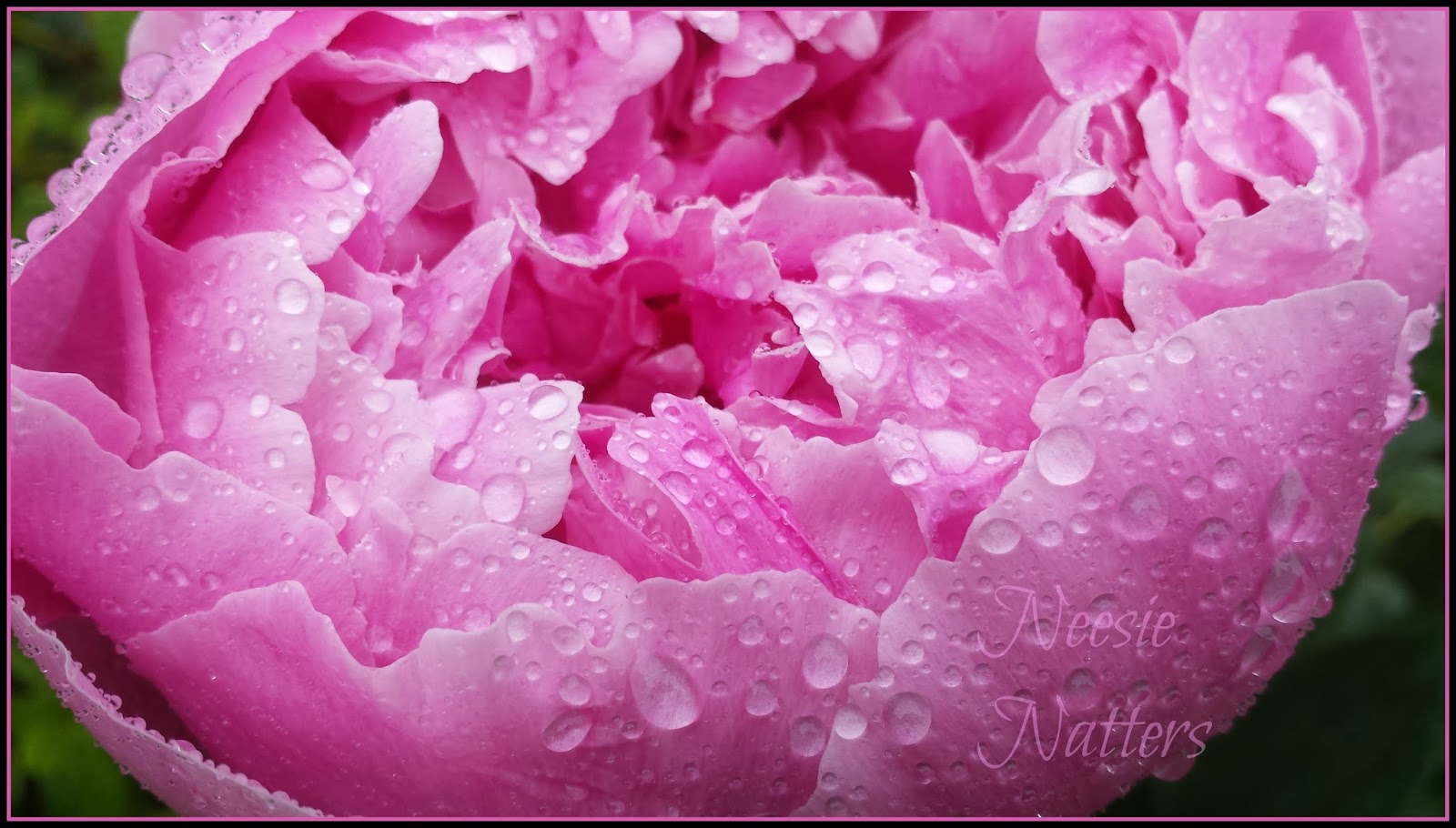Neesie Natters: Pretty Pink Peony... My Sunday Photo
