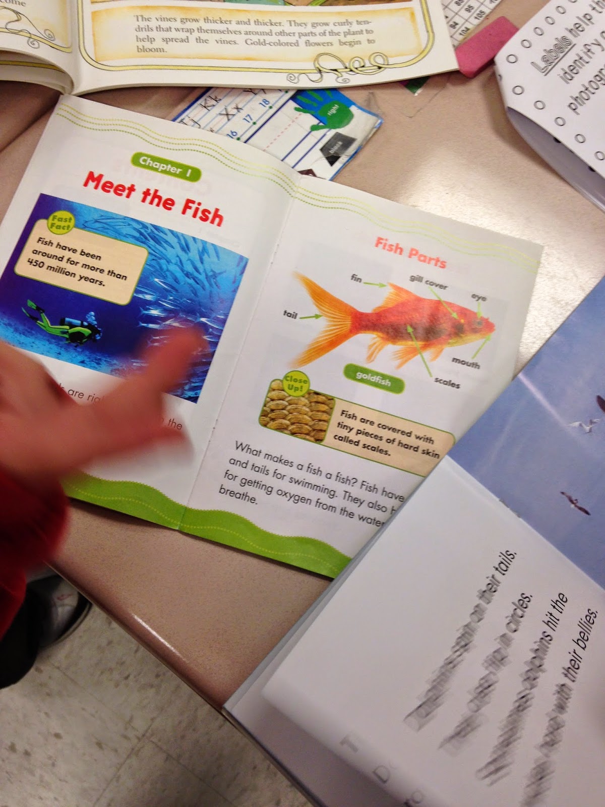 Mrs. Wheeler's First Grade Tidbits: Nonfiction Text Features