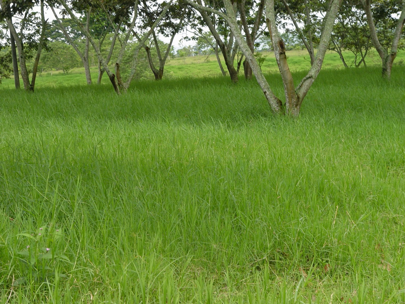 Ecología con Asocebú: Parámetros de importancia para el establecimiento ...