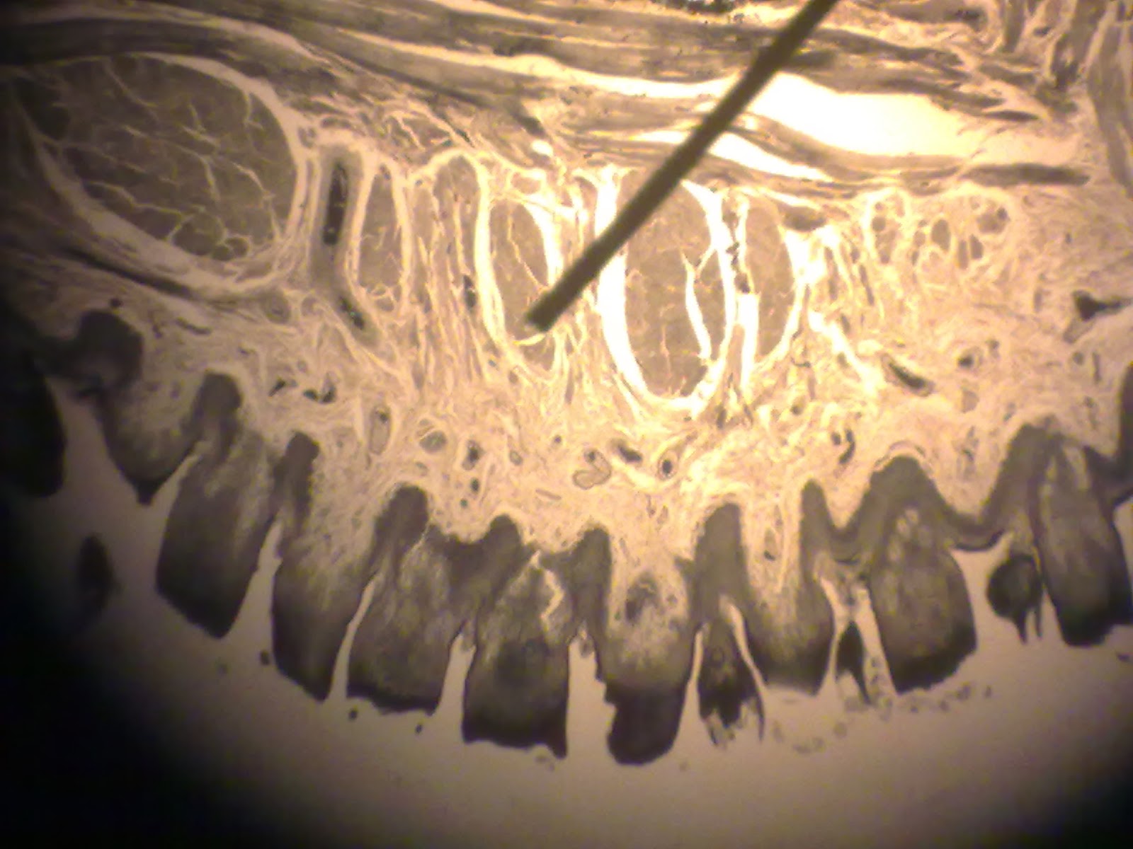 Histología de sistema digestivo