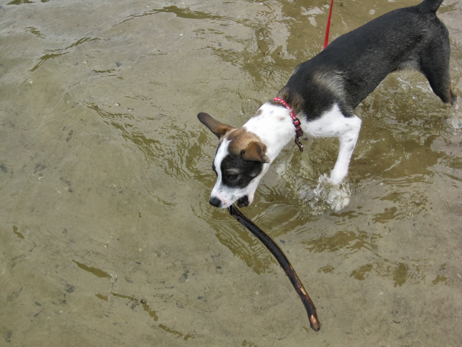 Pepsi the Cheagle: The Cheagle's behavior