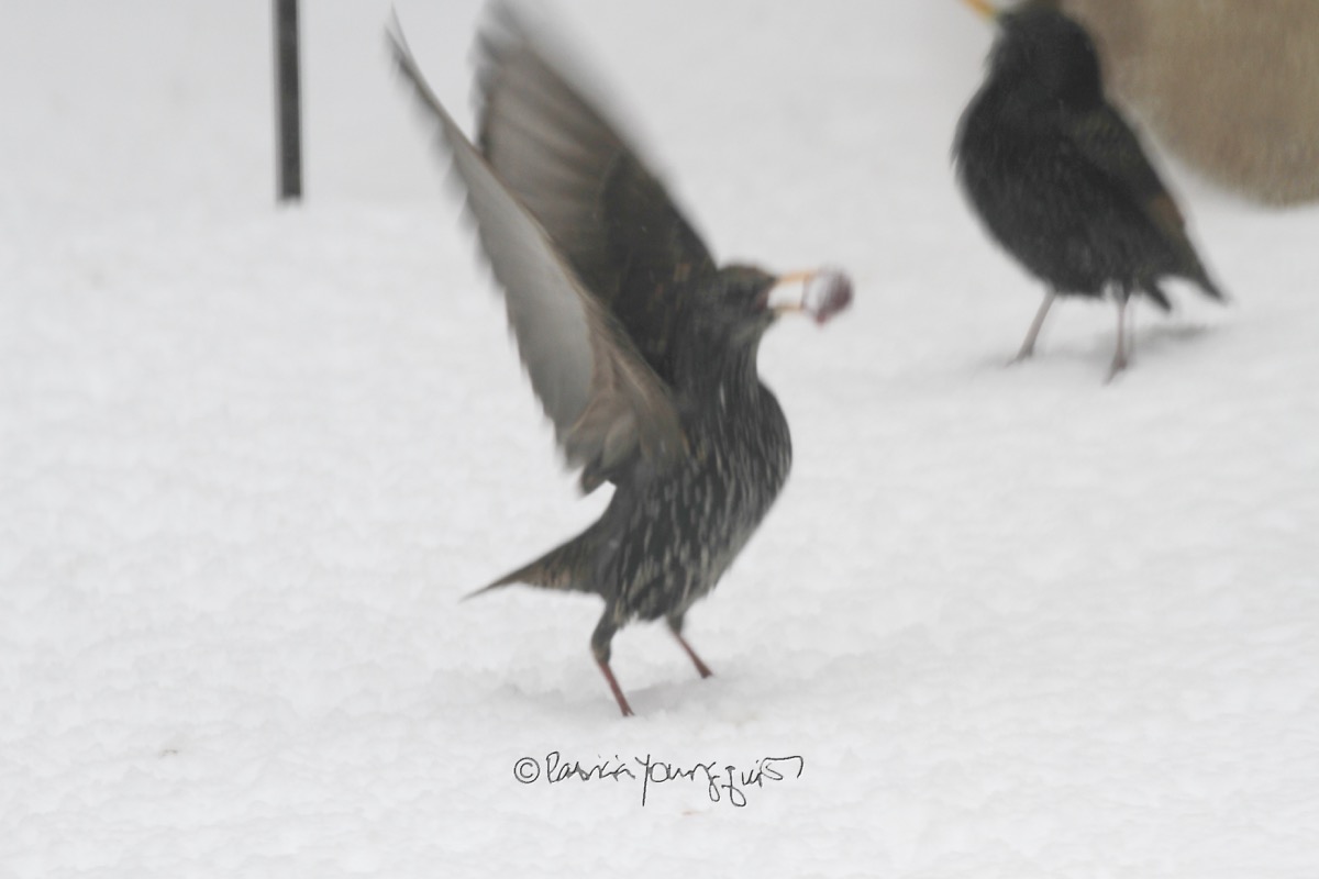 The Last Leaf Gardener: Throwback Thursday: Mr. Eugene Schieffelin (He ...