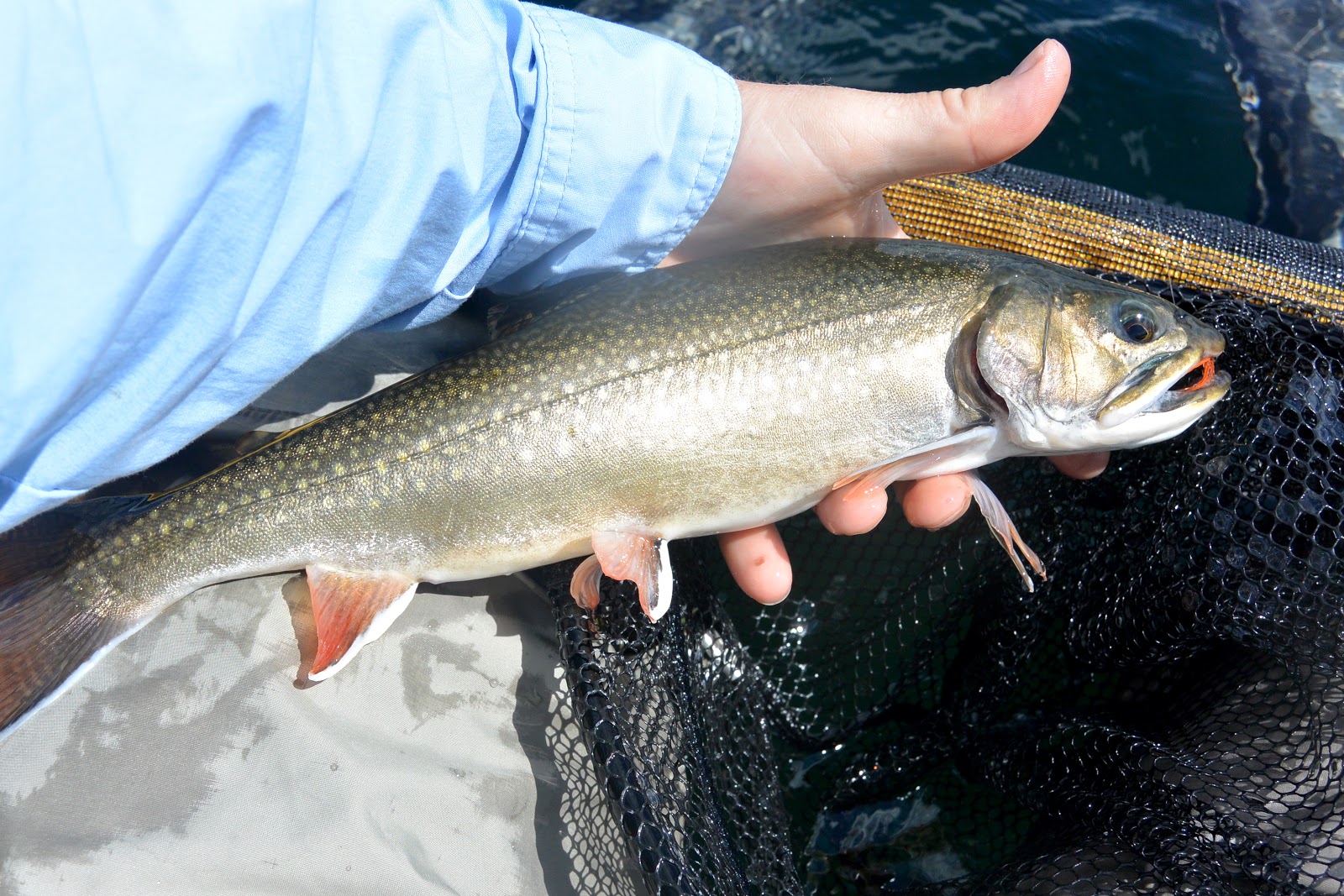 The Lady Grey Fly Fishing of the Savage River : Reflecting on: The ...