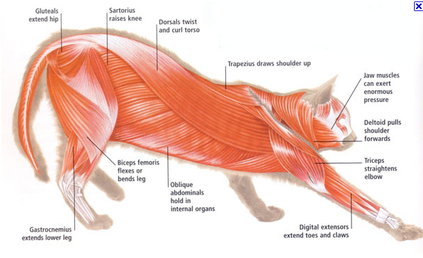 Teacher Matthew 403: Systems in Animals