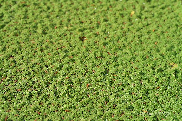 Azolla pinata: Pengertian Azolla