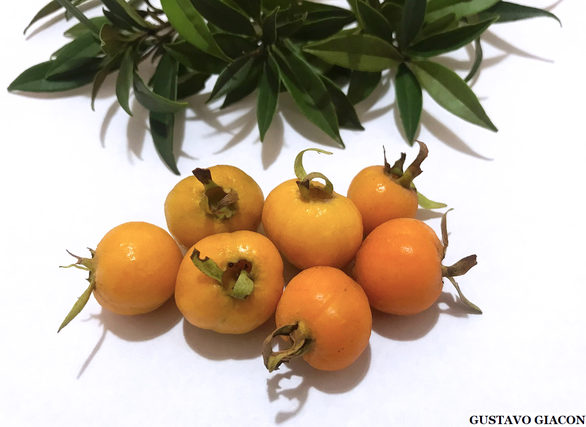 Viveiro Ciprest - Plantas Nativas e Exóticas: Pitomba Amarela da Bahia ...