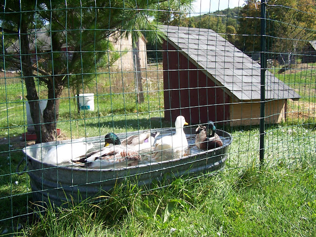 Wayward Goose Farm: Call Ducks!
