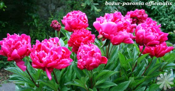 prirodno lecenje biljem