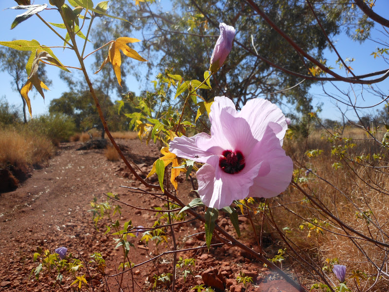 LunaRover: Pilbara Spring