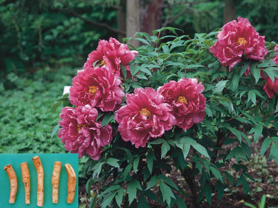 Red peony (Chishao)-Paeonia lactiflora-Paeonia veitchii-Radix Paeoniae Alba