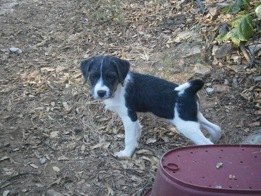 mispequeñosgigantesde4patas-2: ARCO, CACHORRO X BRETON Y COCKER-CADIZ