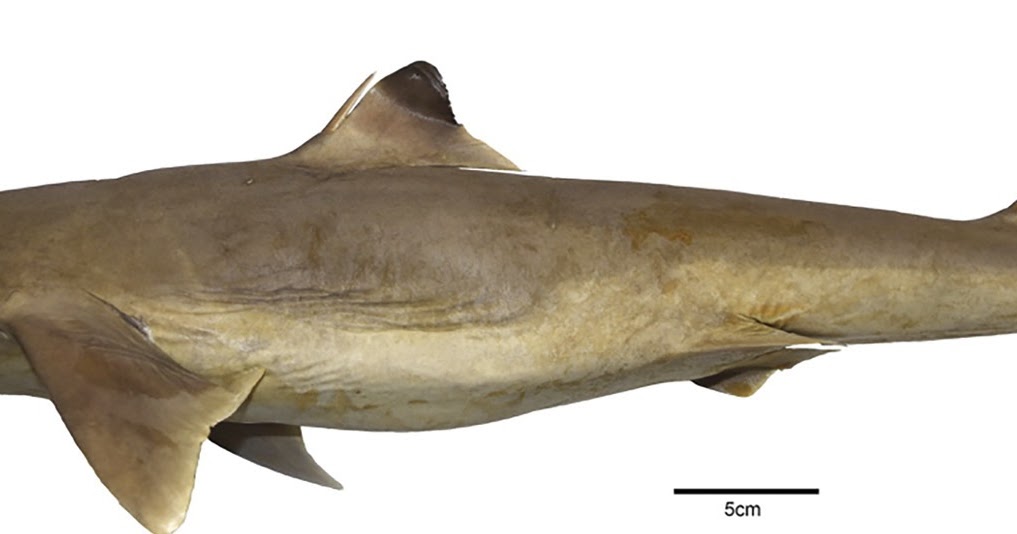 One species a day: A new shark: Squalus clarkae