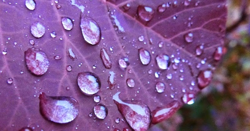 Montana 1 a day.com: Springfall, Missoula, Montana