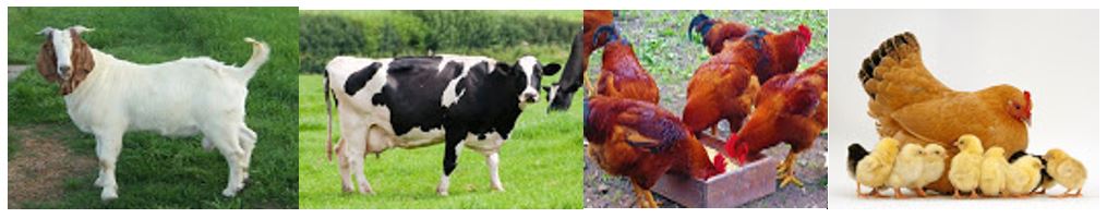 Ufugaji bora wa kisasa ~ UFUGAJI WA KUKU WA KITAALAM WENYE TIJA