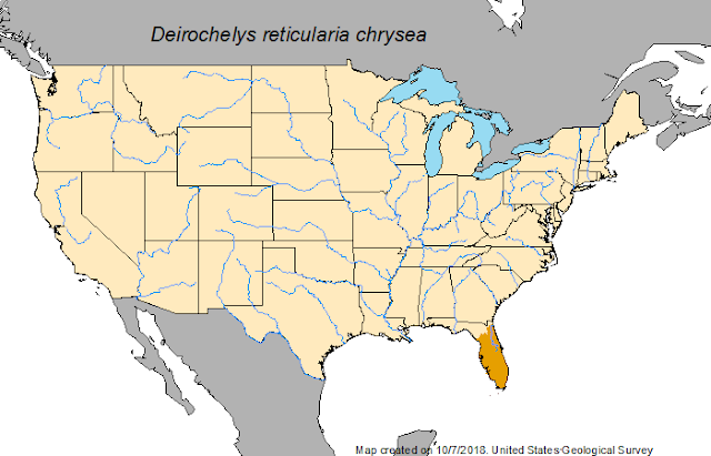Field Notes and Photos: Florida Chicken Turtle?