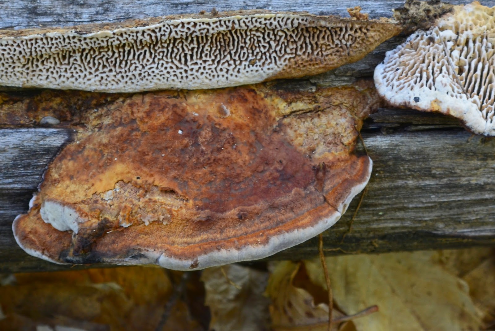 Setas Extremadura : Daedalea Quercina