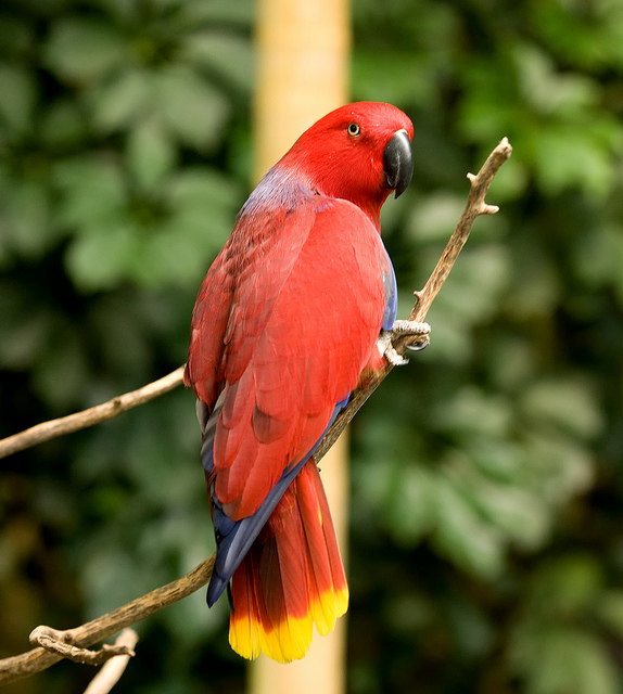 Bird Breeds Pictures Information