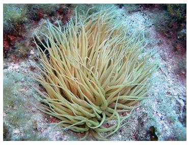 Knidaria (Filum Cnidaria) | Pustaka Pandani