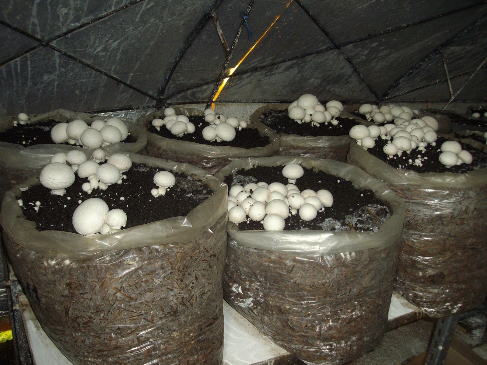 Arta Cultivarii Ciupercilor: *Inocularea Compostul de Champignon*-Faza 2