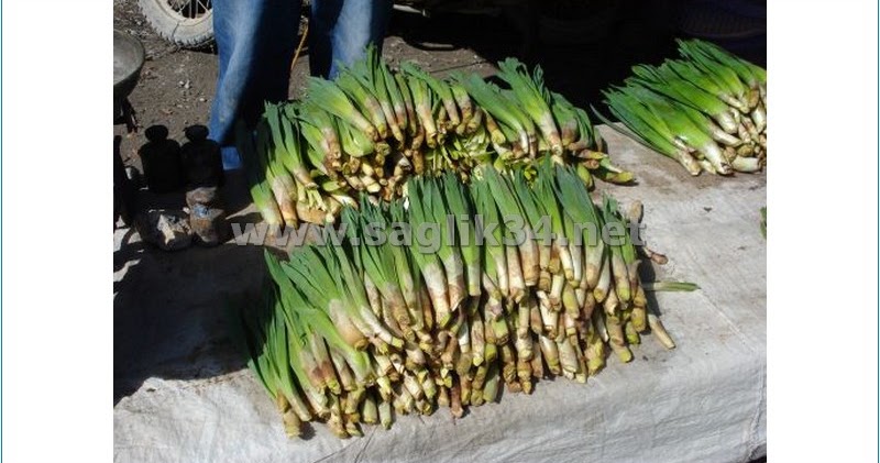 Çiriş otu Özellikleri ve Faydaları - Sağlık, Şifalı Bitkiler, ilaçların ...