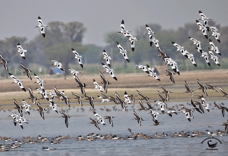 Indian Birds Photography: August 2014