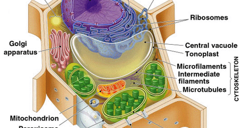 Structural organization of the plant cell