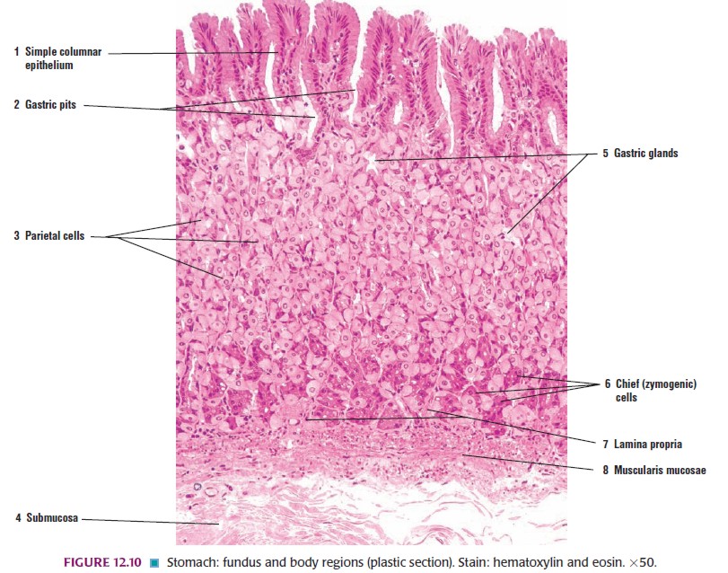Histologi Sistem Pencernaan Lambung dan Esofagus | BlogK Putih