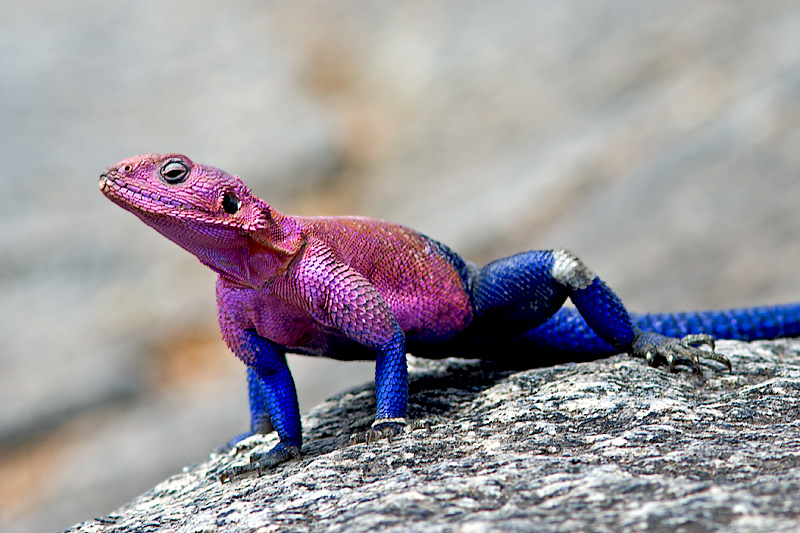 Spiderman Agamas | The Life of Animals