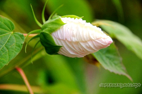 SUPERMENG MALAYA: Taman Bunga Raya Kuala Lumpur