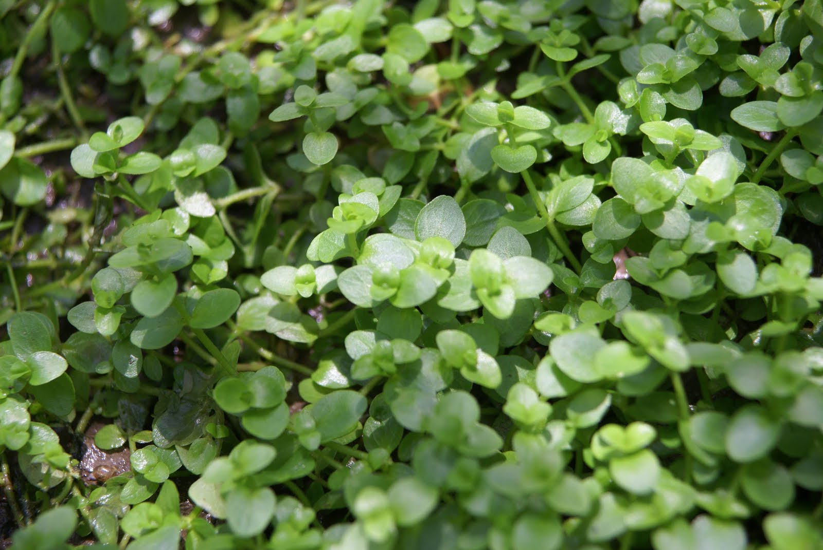 Bacopa Australis Aquarium Plant - Brain Mind Article