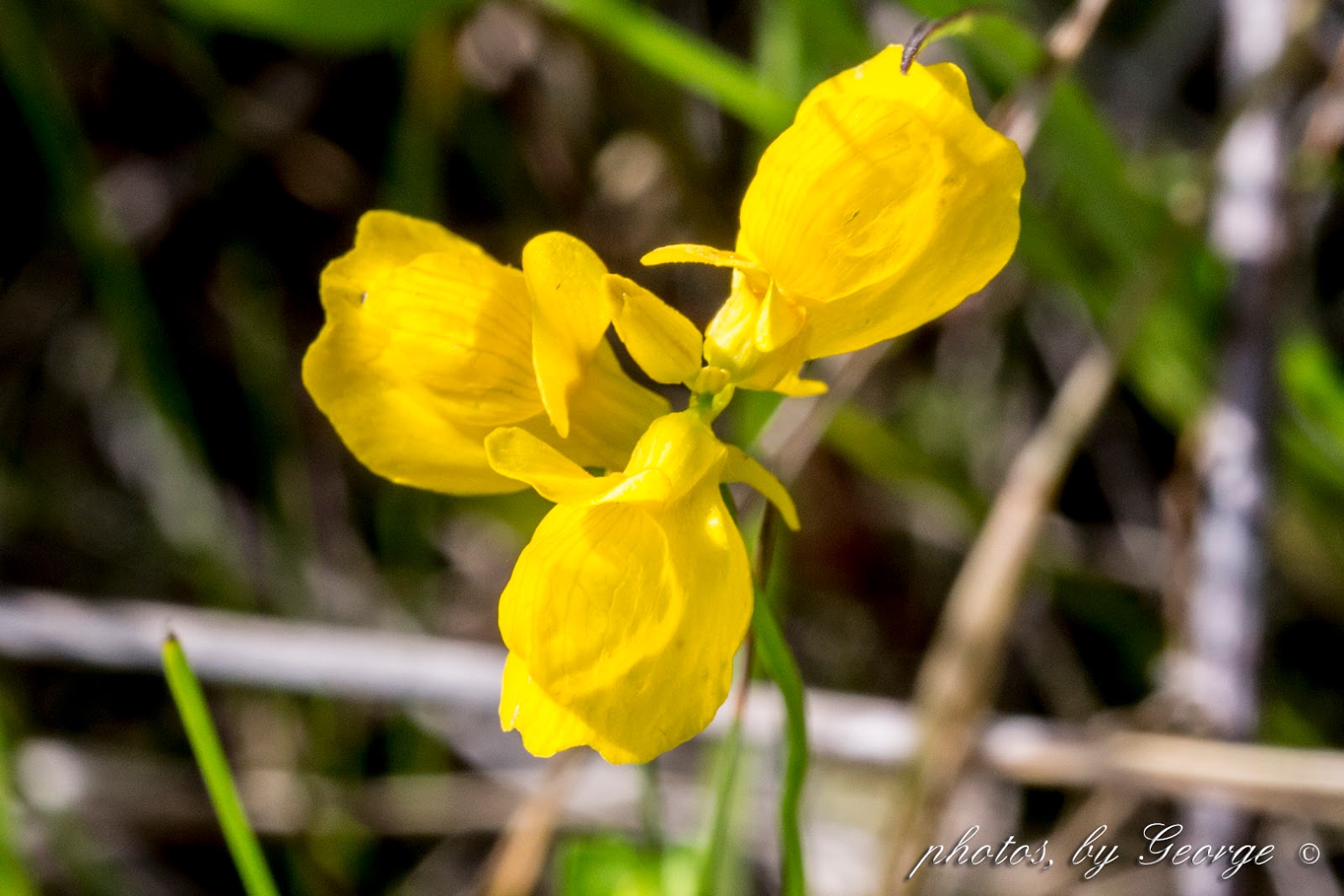 "What's Blooming Now" : Horned Bladderwort (Utricularia cornuta)