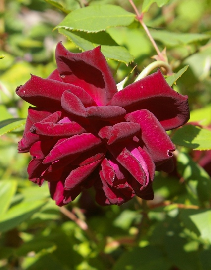 John Grimshaw's Garden Diary: Helen Dillon's Garden