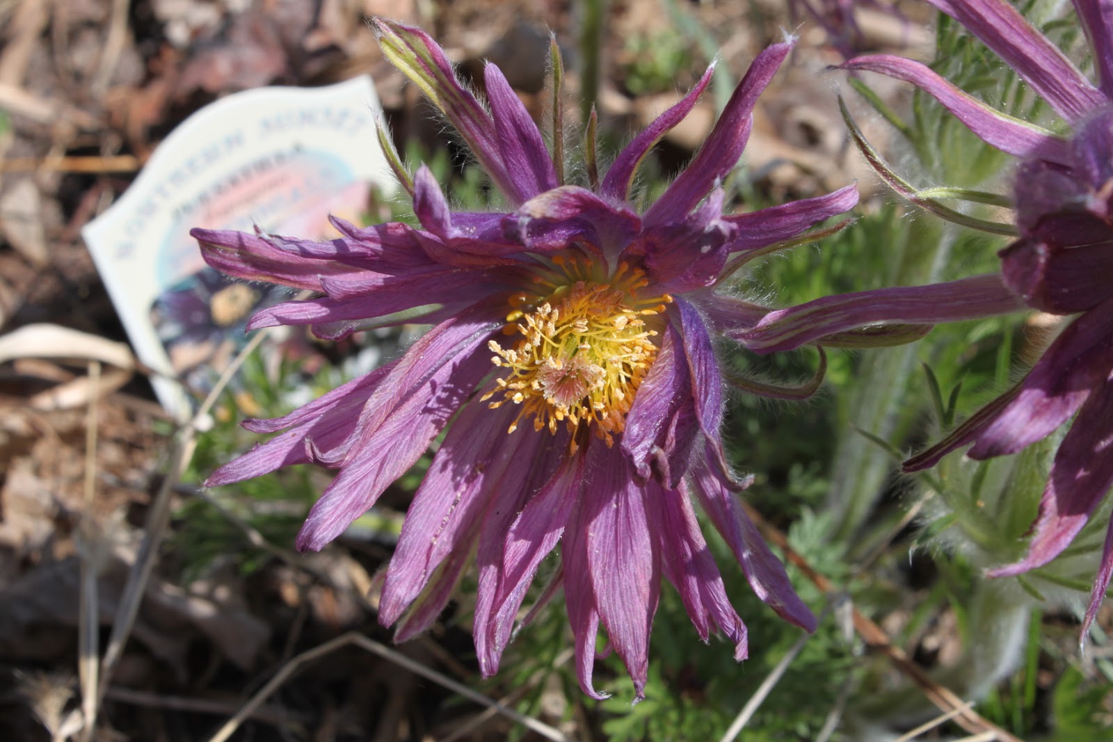 Confessions Of A Plant Geek: Pasque Flowers - Pulsatilla
