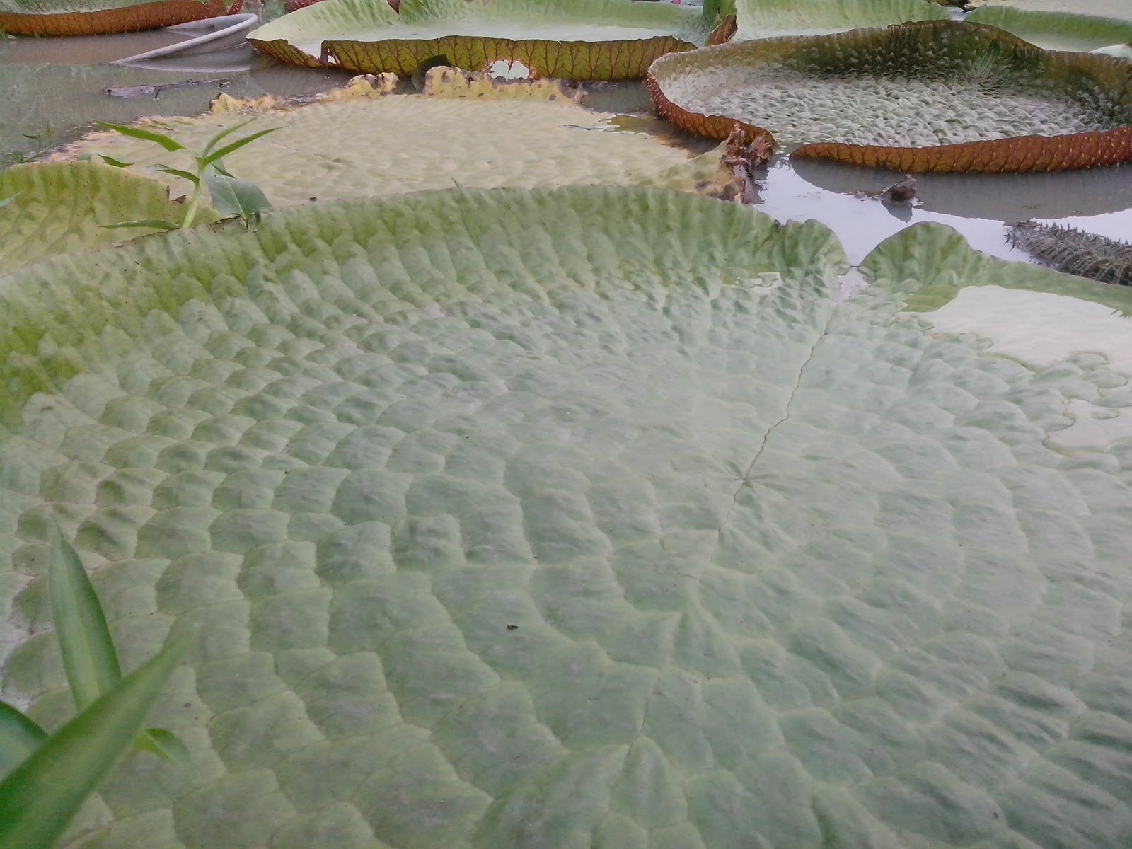 Cây Sen Vua , súng nia khổng lồ: Hình ảnh sen vua , súng nia ở Bình Dương