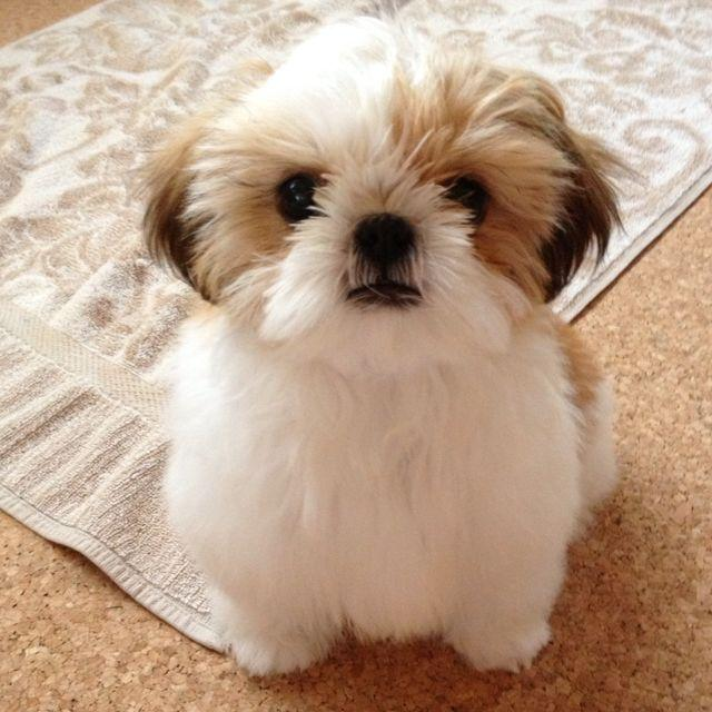 qpapp: [강아지종류]중국의 사랑스러운 소형견 시츄! [Dog kind]China Lovely Small Dog situ!