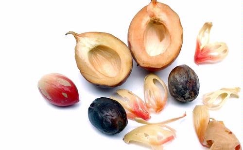 TANAMAN PALA DAN SYARAT PERTUMBUHANNYA