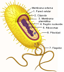 CITOPLASMA E ORGANELAS - 1º ANO B: PROCARIONTES